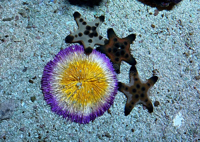 Starfish on Sandy Seashore. Star Fish or Sea Stars are Star Shaped ...