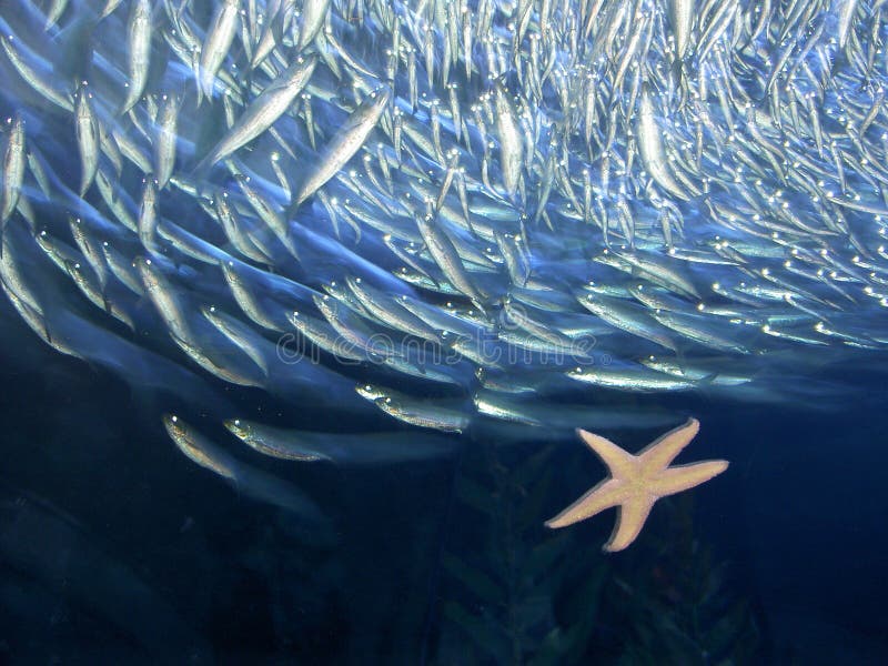 Starfish and fish stock photo. Image of school, fish - 29794736