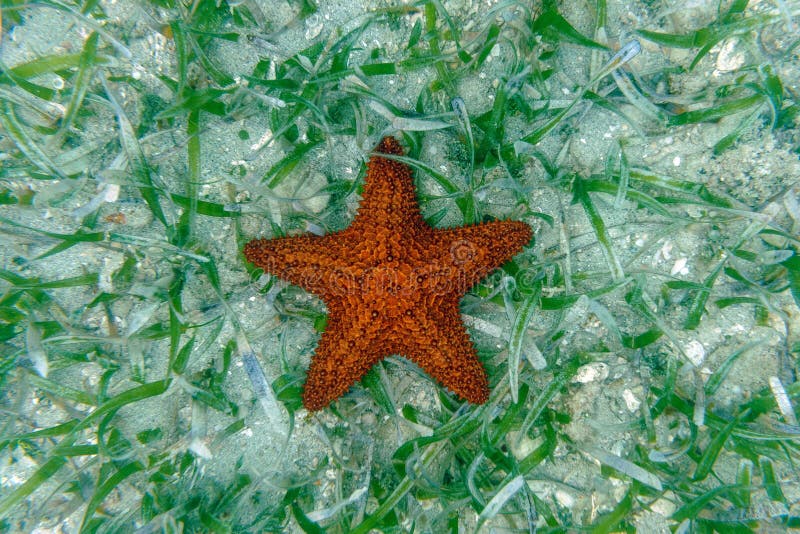 The Starfish (scientific Name Asteroidea) is a Class of Invertebrates ...