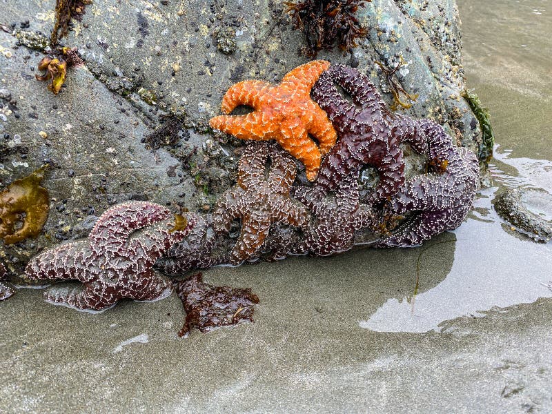 Starfish Sea Creatures Grasping Onto Ocean Rock Formation with Water ...