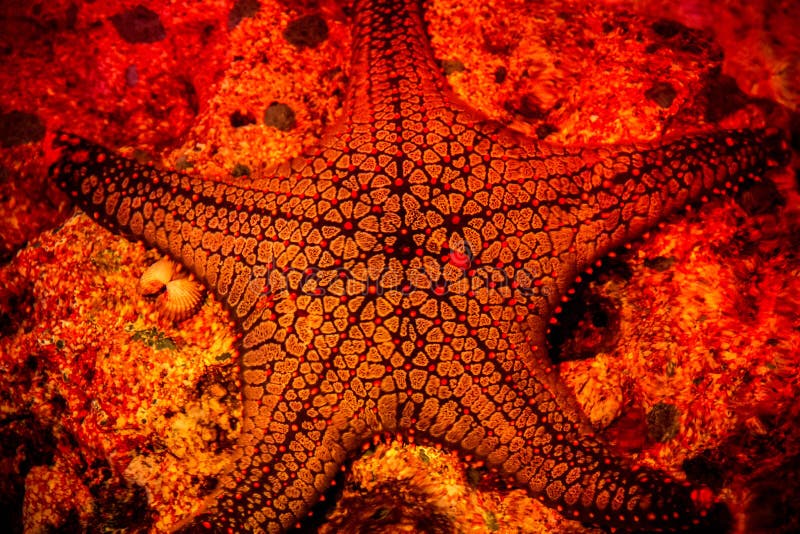 Starfish stock image. Image of starfish, diving, black - 87877271