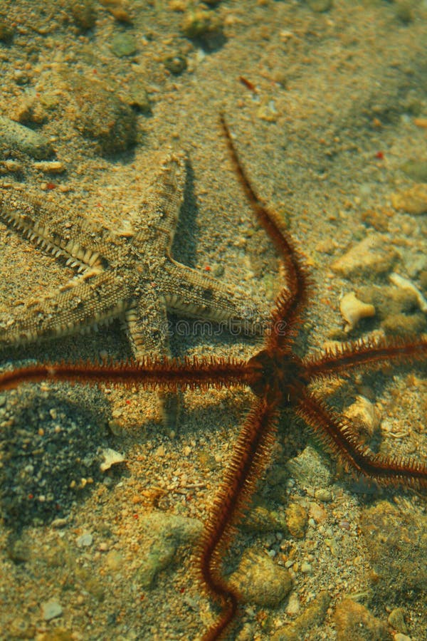 Starfish and Sea Lily stock image. Image of survival, beach - 4970147