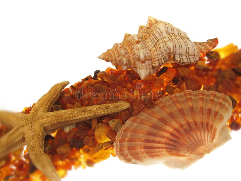 Starfish & Sea Shell stock photo. Image of succinite - 139148