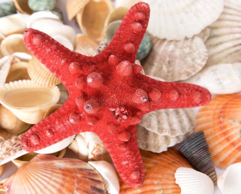 Starfish and sea shells stock photo. Image of decoration - 13511182