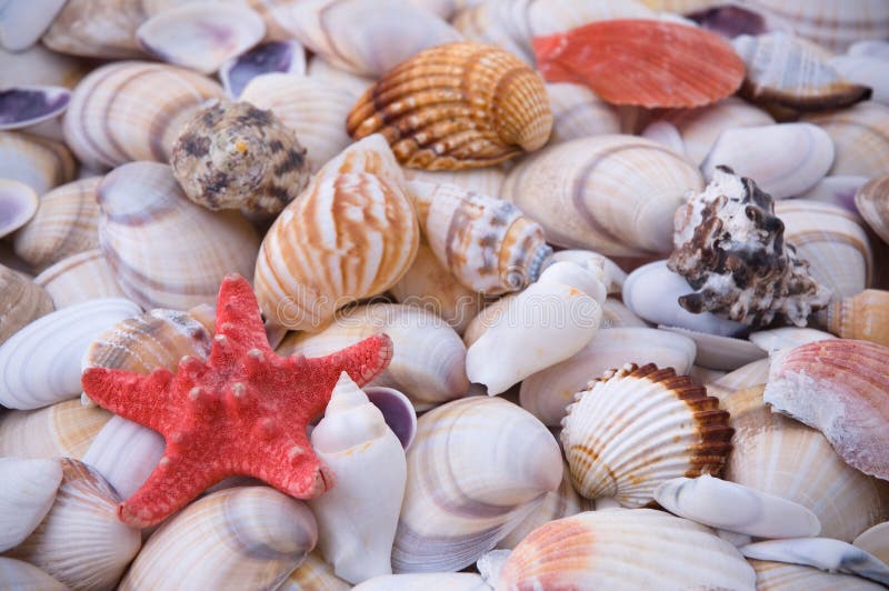 Shells - sea still life stock photo. Image of composition - 5184040