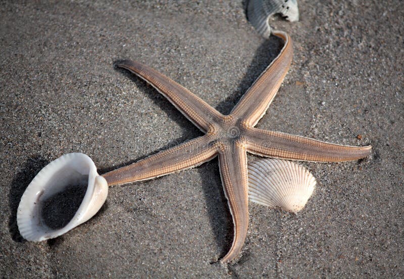 Starfish and Sea Shells stock image. Image of backgrounds - 95085549