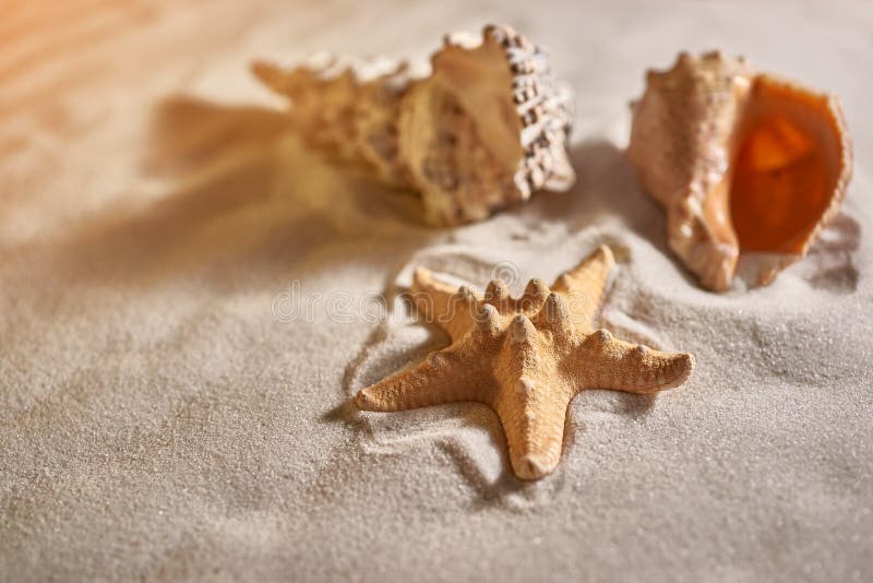 Starfish and Sea Shells on a Beach Stock Image - Image of marine ...