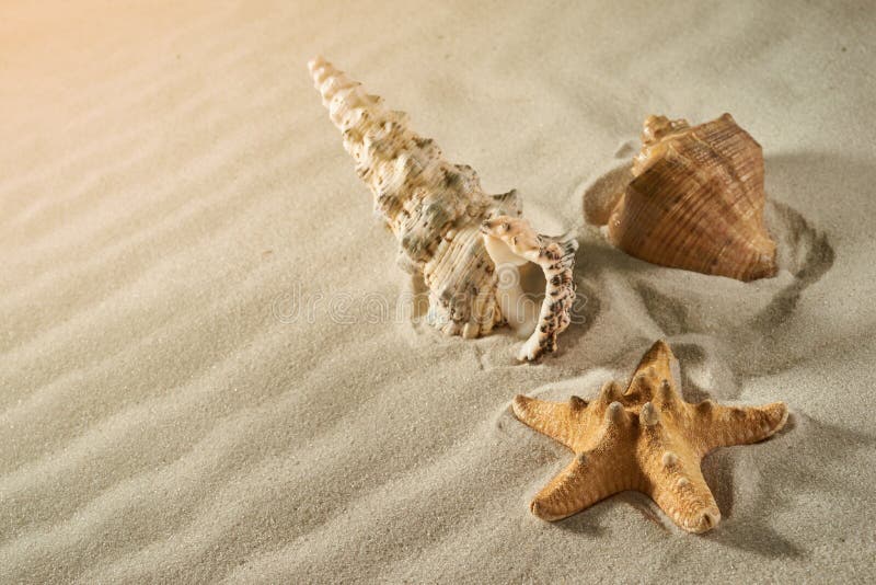 Starfish and Sea Shells on a Beach Stock Photo - Image of relaxation ...