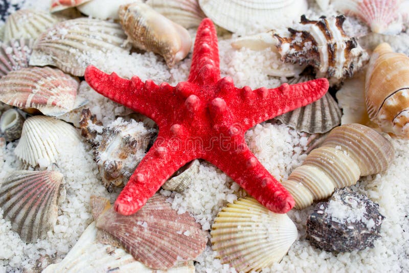 Sea Shells, Sea Star on Beach Stock Image - Image of collection ...