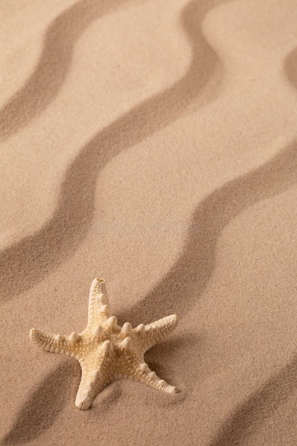 Starfish Or Sea Star On Beach Sand Stock Image - Image of copy, sand ...