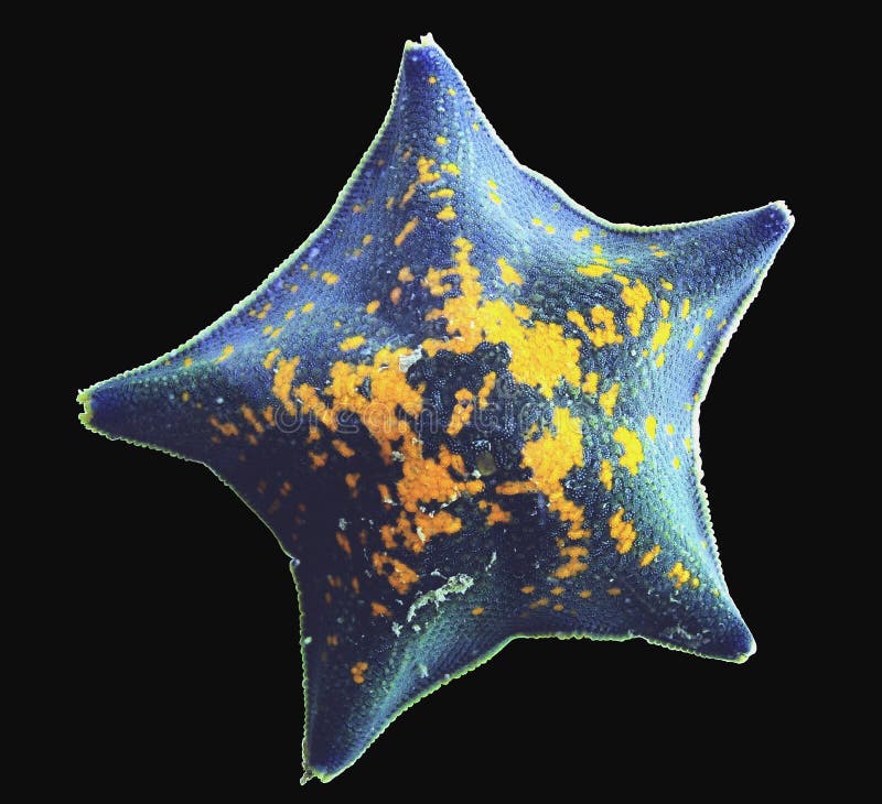 Microalgae Illustration Stock Photos - Free & Royalty-Free Stock Photos ...