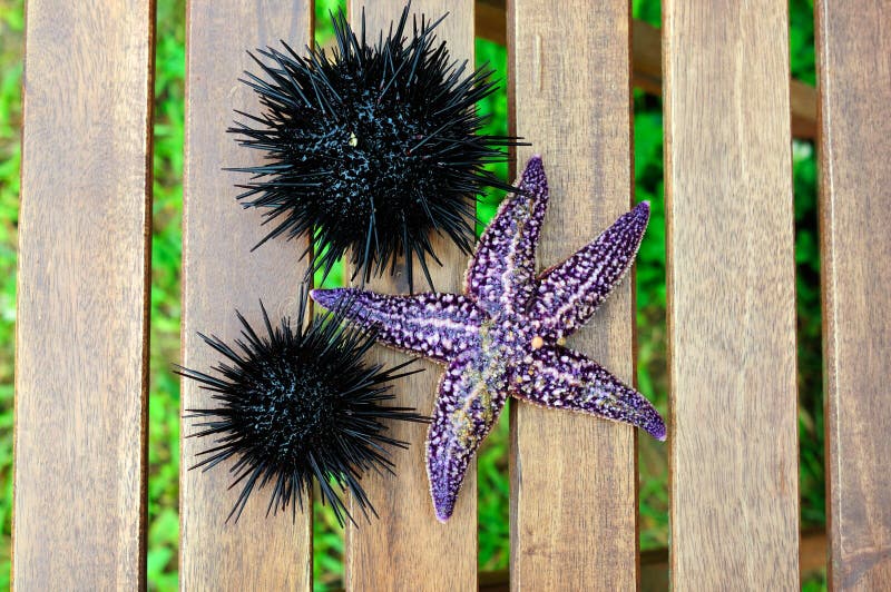 Starfish and Sea Urchin, Echinus Stock Image - Image of aquatic ...