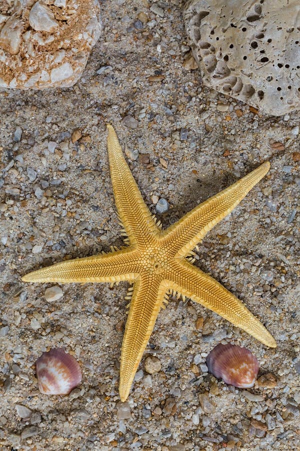 Starfish stock image. Image of sand, nature, vacations - 48768027