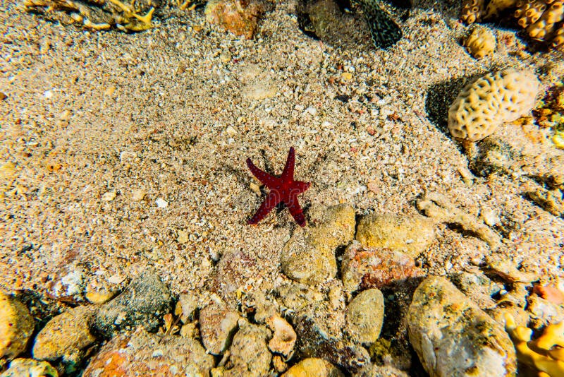Starfish on the Seabed in the Red Sea Stock Image - Image of marine ...