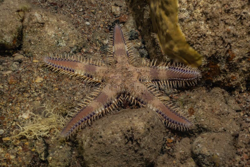 Starfish on the Seabed in the Red Sea Stock Image - Image of coral ...