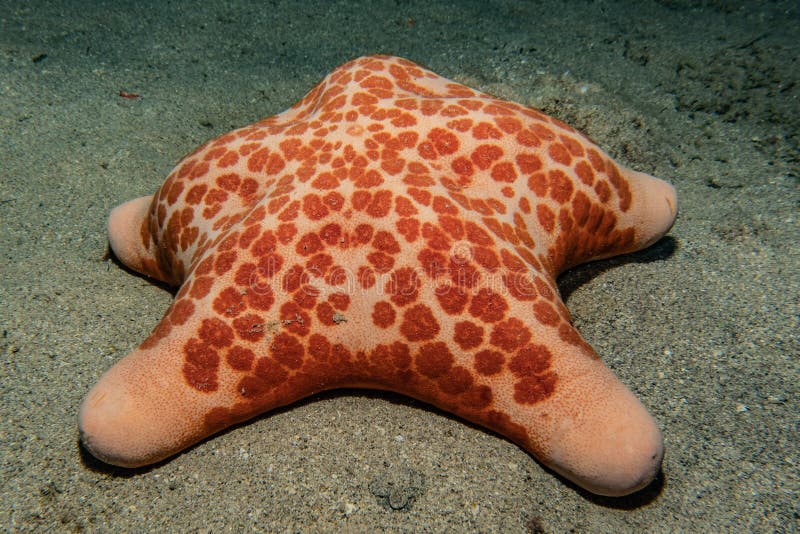 Starfish on the Seabed in the Red Sea Stock Image - Image of natural ...