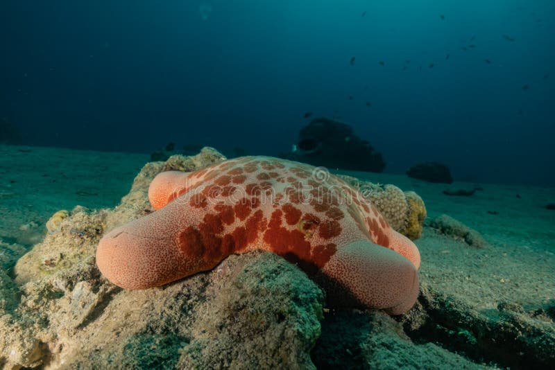 Starfish on the Seabed in the Red Sea Stock Photo - Image of closeup ...