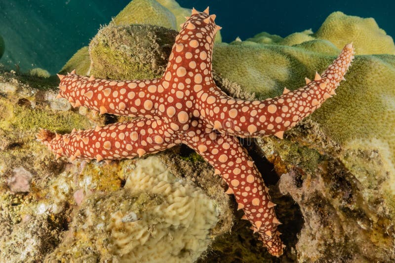 Starfish on the Seabed in the Red Sea Stock Photo - Image of animal ...