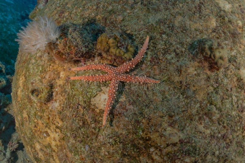 Starfish on the Seabed in the Red Sea Stock Image - Image of diving ...