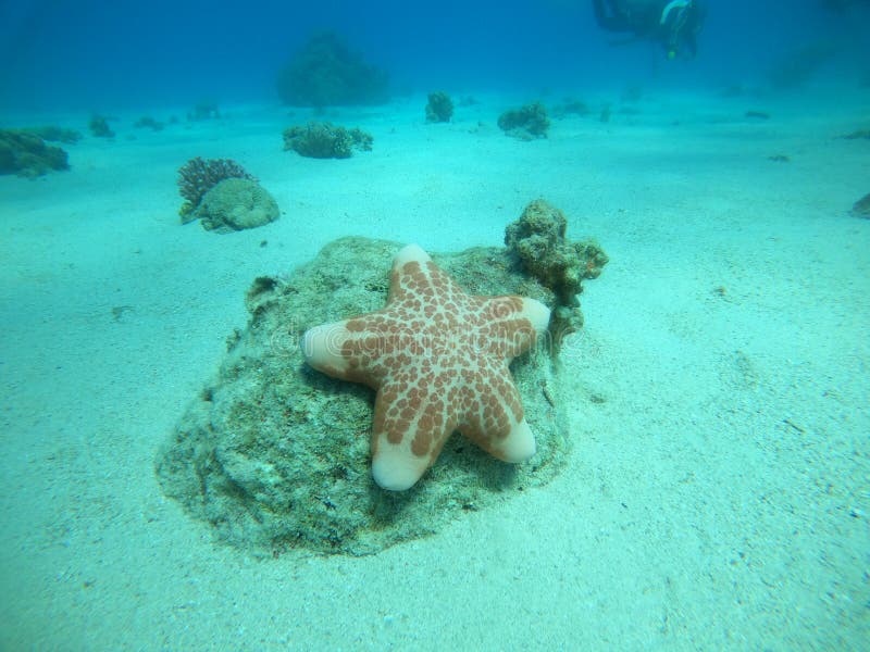 Starfish on the Seabed in the Red Sea, Eilat Israel Stock Photo - Image ...