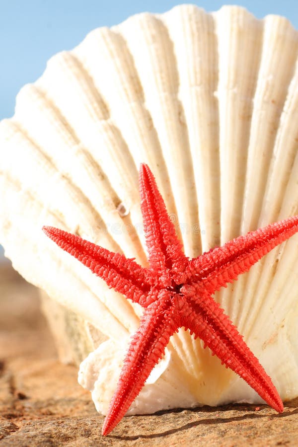 Starfish and seashell stock image. Image of outside, space - 10610539