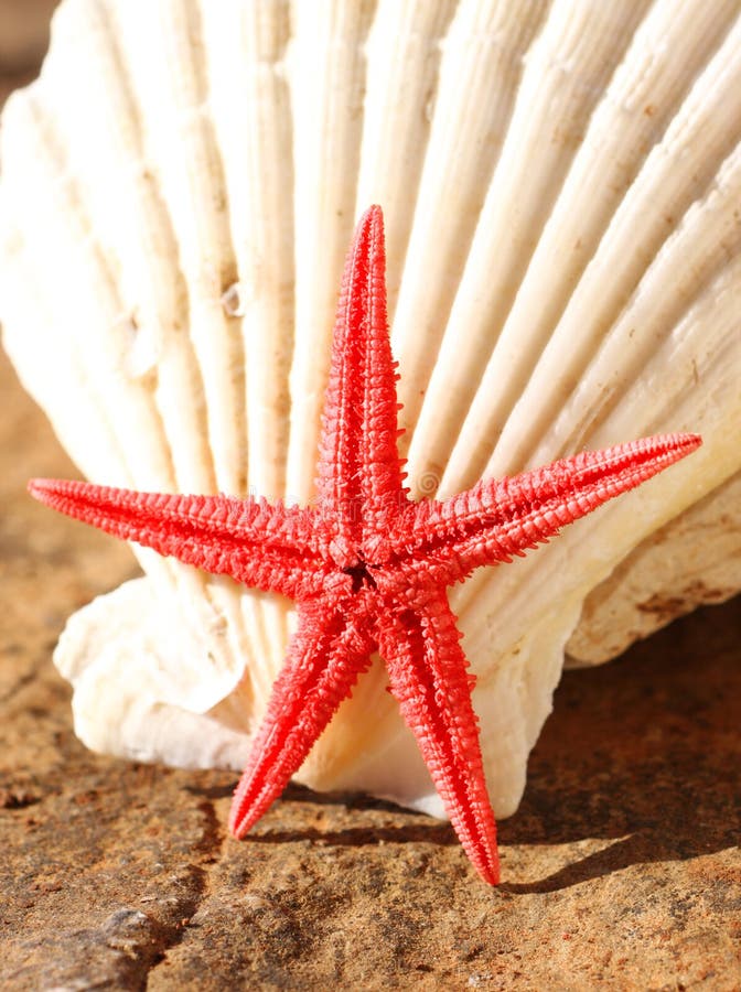 Starfish and seashell stock photo. Image of shell, summer - 10664654