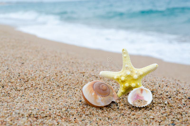 Starfish and seashell stock photo. Image of aquatic, detail - 27589780