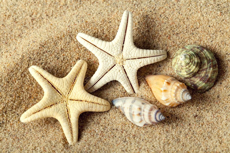 Starfish and Seashell on Beach Stock Photo - Image of travel, relax ...