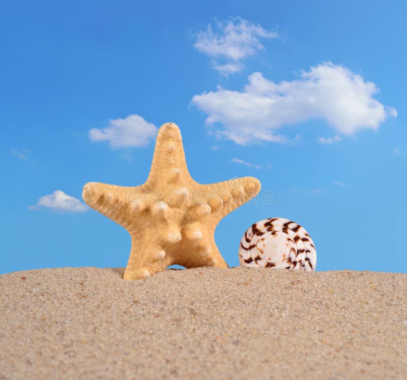 Starfish and Seashell on a Beach Sand Stock Photo - Image of beach ...