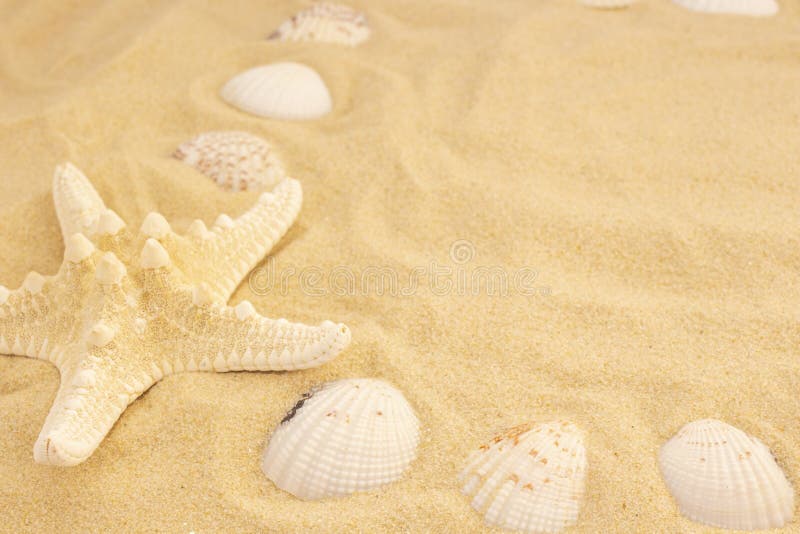 Big White Beautiful Seashell on the Sand Stock Photo - Image of ...
