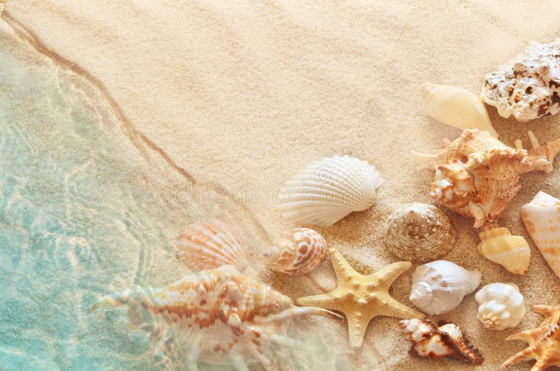 Starfish and Seashell on the Summer Beach in Sea Water. Summer ...
