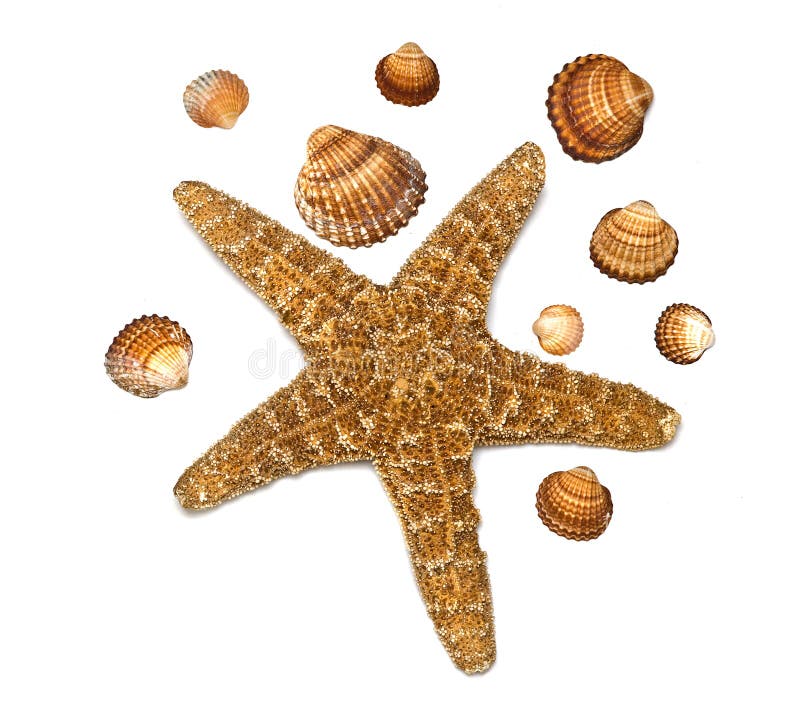 Starfish and seashells stock image. Image of animal, isolated - 10540989