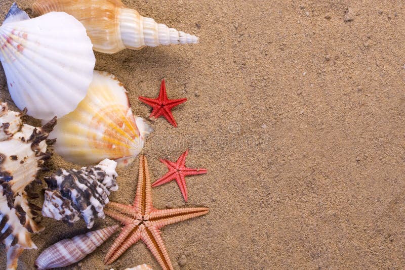 Starfish, Seashells Picture. Image: 14026262