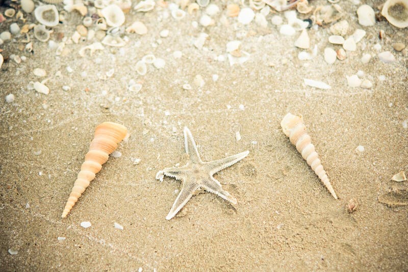 Starfish and seashells stock image. Image of sand, outdoor - 39324705