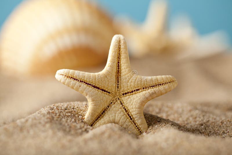 Starfish and Seashells on Beach Stock Image - Image of sunscreen, shell ...