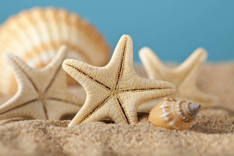 Starfish and Seashells on Beach Stock Image - Image of sunbath, beach ...