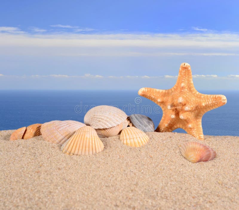 Starfish and Seashells on a Beach Sand Stock Photo - Image of summer ...