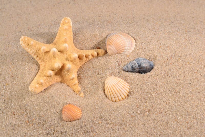 Starfish and Seashells Close-up in a Beach Sand Stock Image - Image of ...