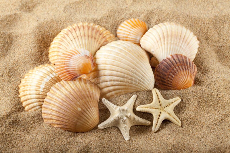 Starfish and Seashells on Sand Stock Image - Image of starfish, blue ...
