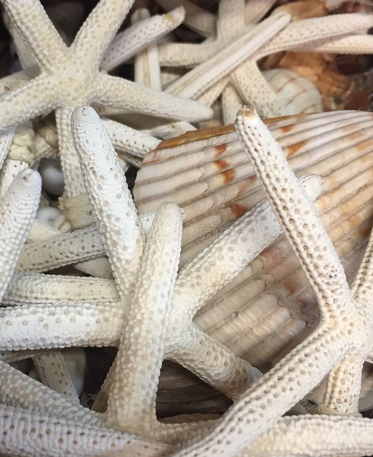 Starfish and Seashells stock image. Image of sand, ocean - 90391317