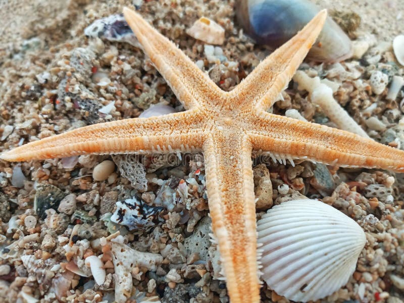 Starfish and Seashells on White Sand Beach in Summer for Relaxation ...