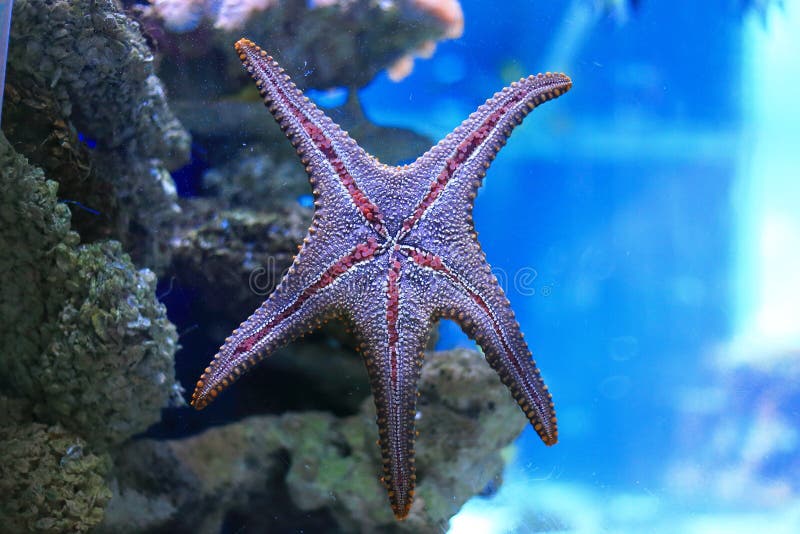 Starfish, seastar stock photo. Image of starfish, reef - 54029942