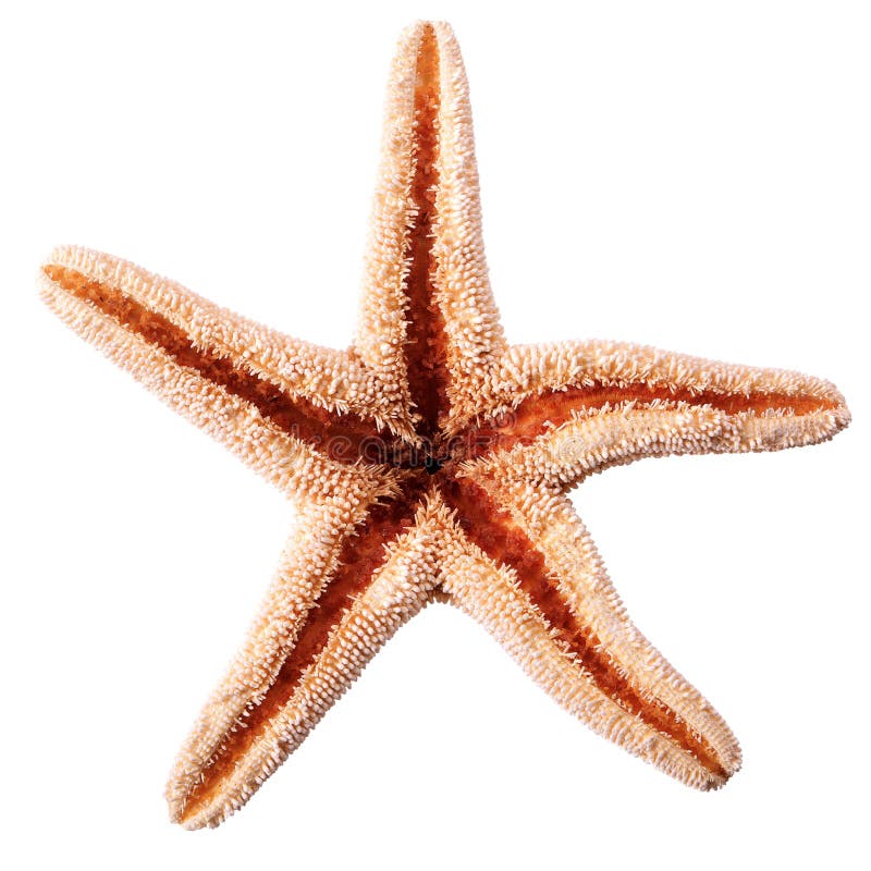 Little Starfish Yellow Color Isolated on White Background. Stock Image ...