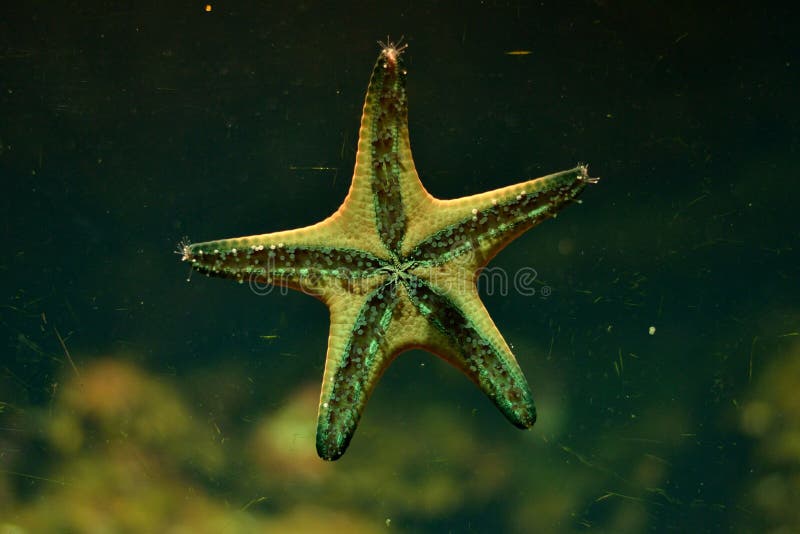 Starfish stock photo. Image of living, water, starfish - 59088282