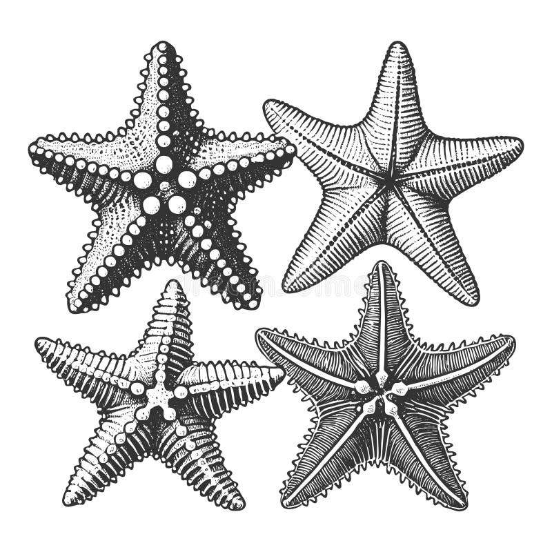 Starfish Set Engraving Sketch Vector Illustration Stock Vector ...
