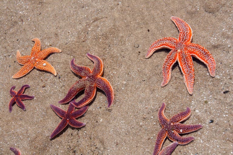 Starfish in Shallow Tide Pool Stock Photo - Image of geology, sandy ...