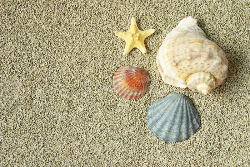 Starfish and shell stock image. Image of shore, background - 16075937