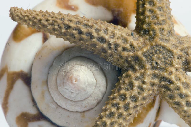 Starfish and shell stock photo. Image of vacation, thailand - 233592