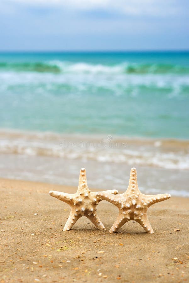 Starfish Shell on the Beach. Copy Space for Your Text Stock Image ...