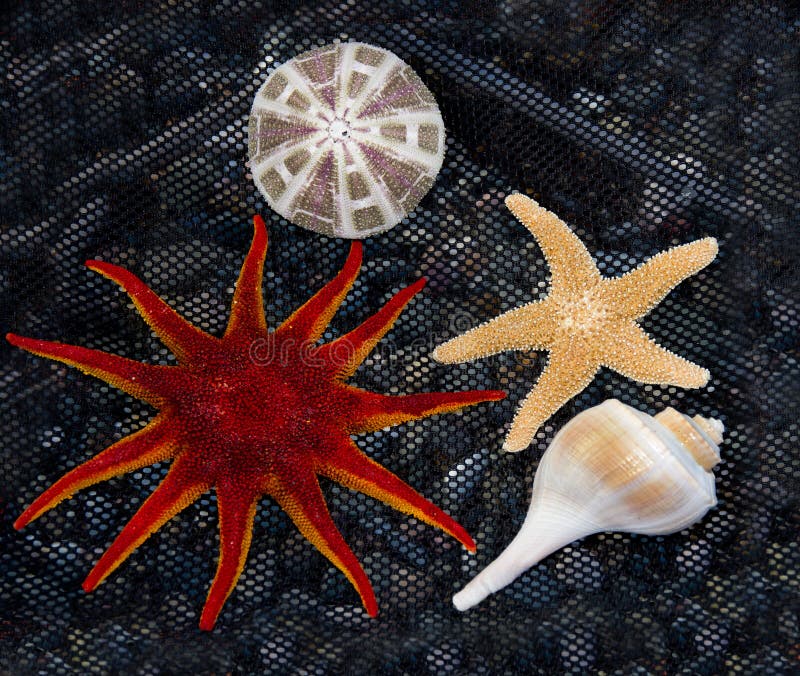 Starfish and Shell. stock image. Image of relaxation - 41513989